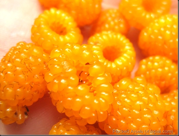 Aiselu â€“ wild raspberries found in Nepal – Nepal & Nepali