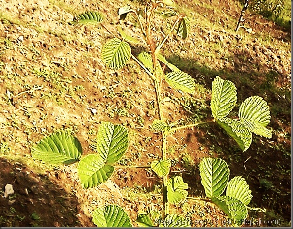 Aiselu â€“ wild raspberries found in Nepal – Nepal & Nepali