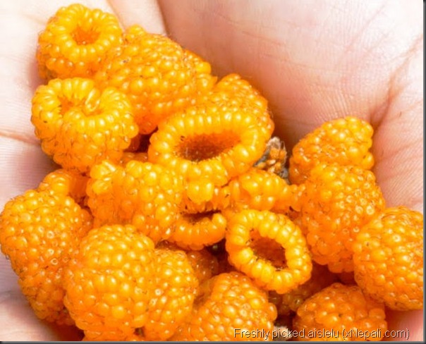 Aiselu â€“ wild raspberries found in Nepal – Nepal & Nepali