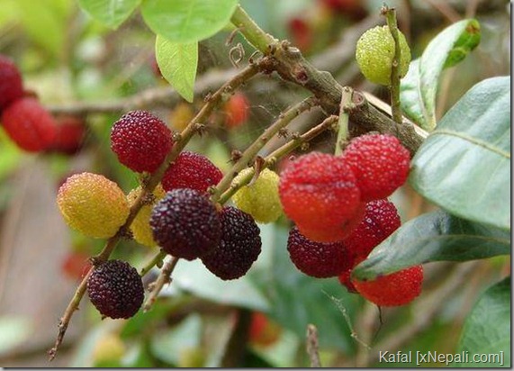 Nepal & NepaliKafal gedi kutukka